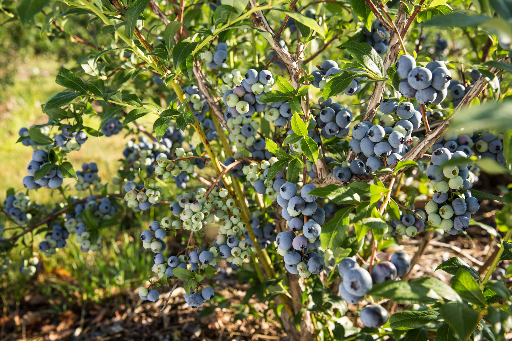 Fraisière Lauzon et Fils | Fraise, citrouille | Sainte-Anne-des-Plaines ...